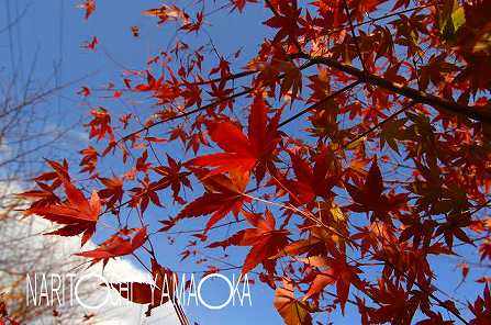 斎島『島の猫』